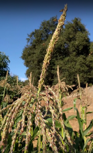 Growing corn in Southern California - Greg Alder's Yard Posts: Southern ...
