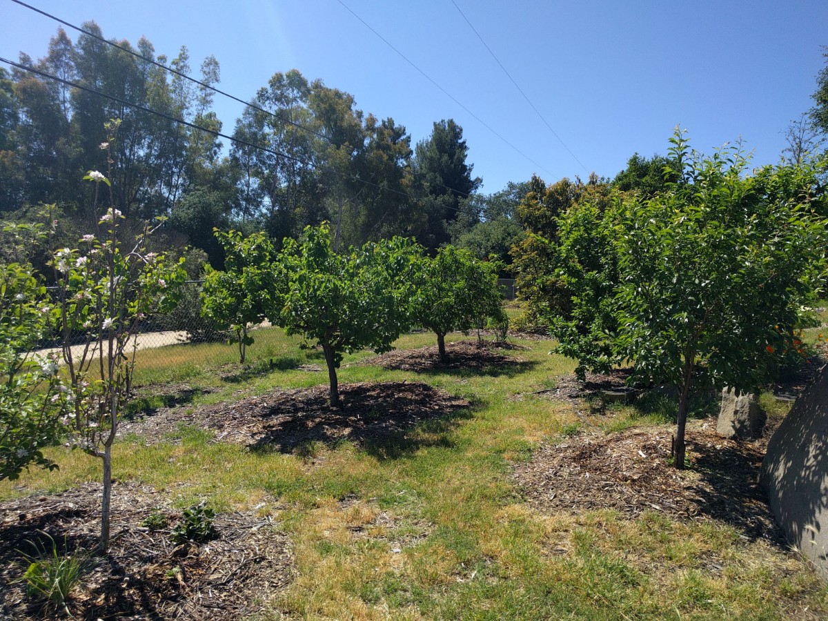 Setting up micro-sprinklers under fruit trees - Greg Alder's Yard Posts ...