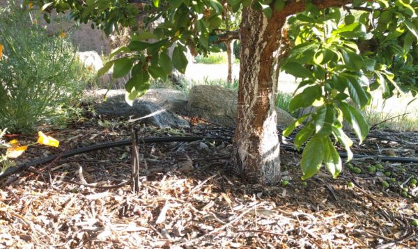 Setting up micro-sprinklers under fruit trees - Greg Alder's Yard Posts ...