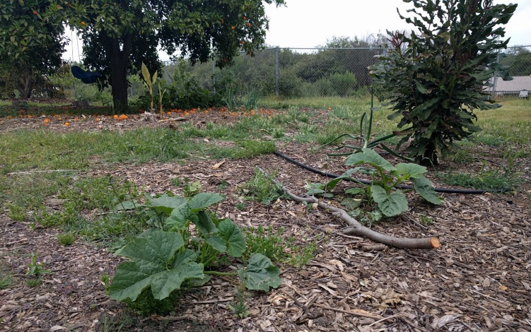 Volunteers show when to plant vegetables - Greg Alder's Yard Posts ...