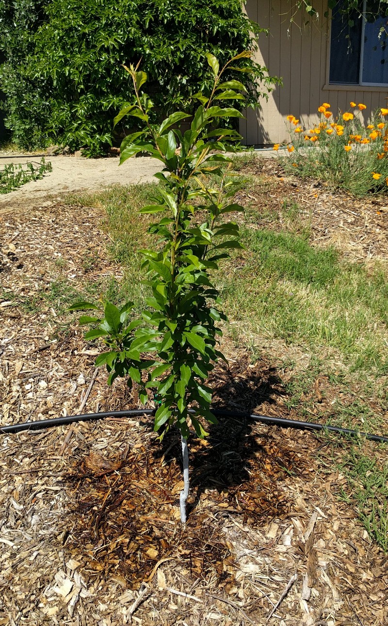 Setting up micro-sprinklers under fruit trees - Greg Alder's Yard Posts ...