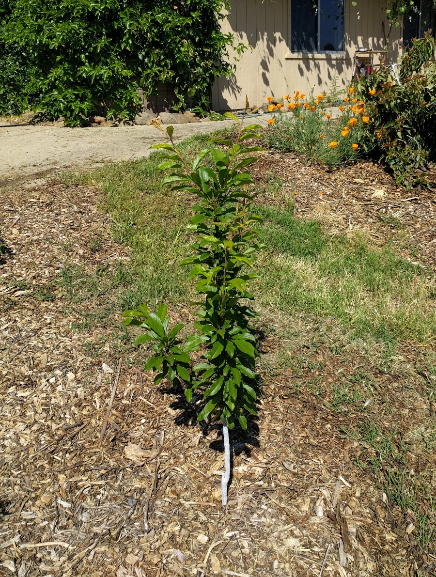 Setting up micro-sprinklers under fruit trees - Greg Alder's Yard Posts ...
