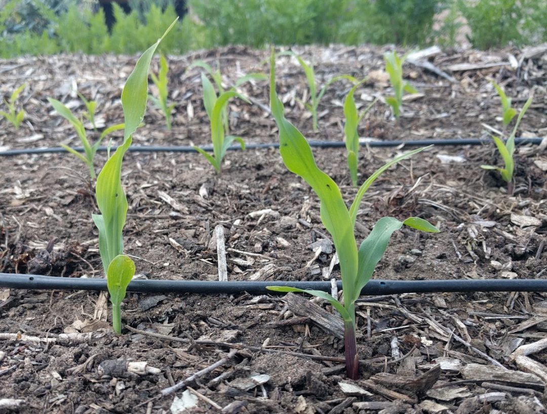 Growing corn in Southern California - Greg Alder's Yard Posts: Southern ...
