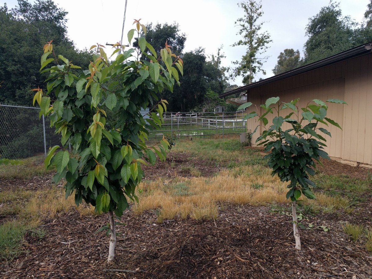 Pinch to shape young fruit trees - Greg Alder's Yard Posts: Southern ...