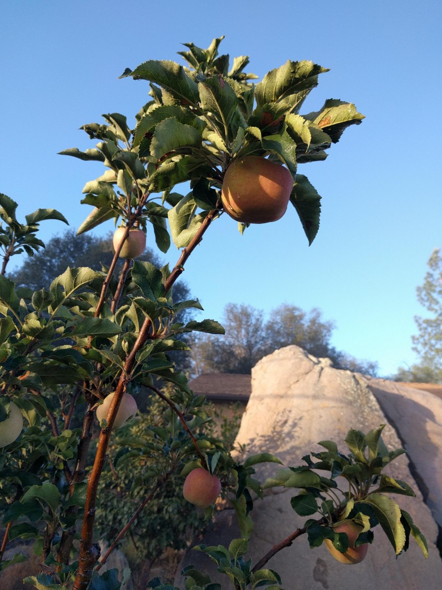 Thinning fruit - Greg Alder's Yard Posts: Southern California food ...