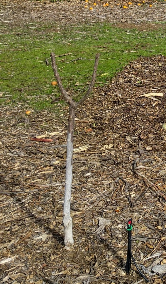 Pinch to shape young fruit trees - Greg Alder's Yard Posts: Southern ...