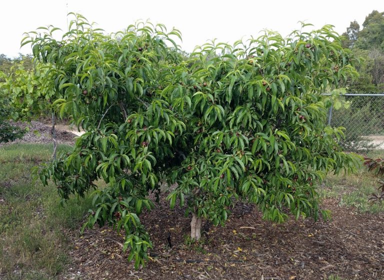 Pinch to shape young fruit trees - Greg Alder's Yard Posts: Southern ...