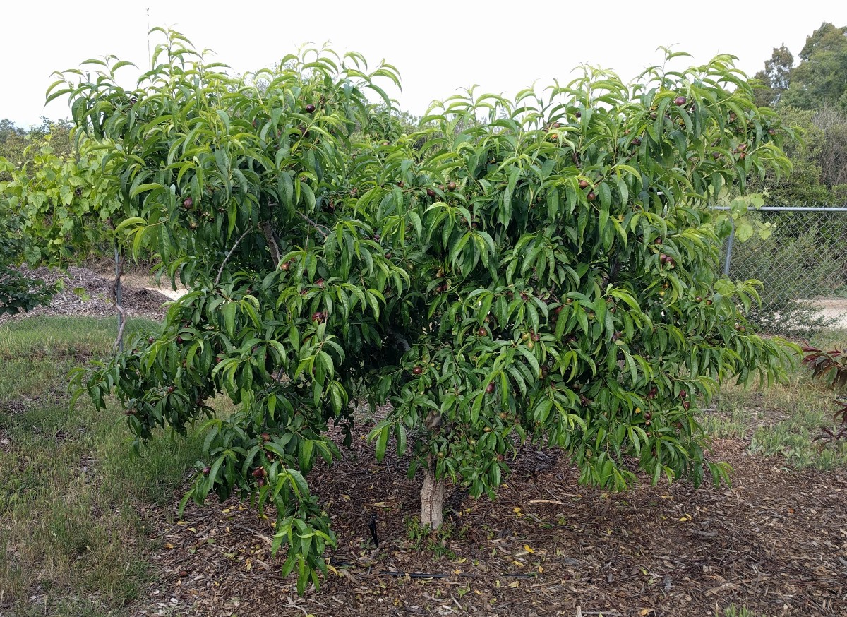 Pinch to shape young fruit trees - Greg Alder's Yard Posts: Southern ...