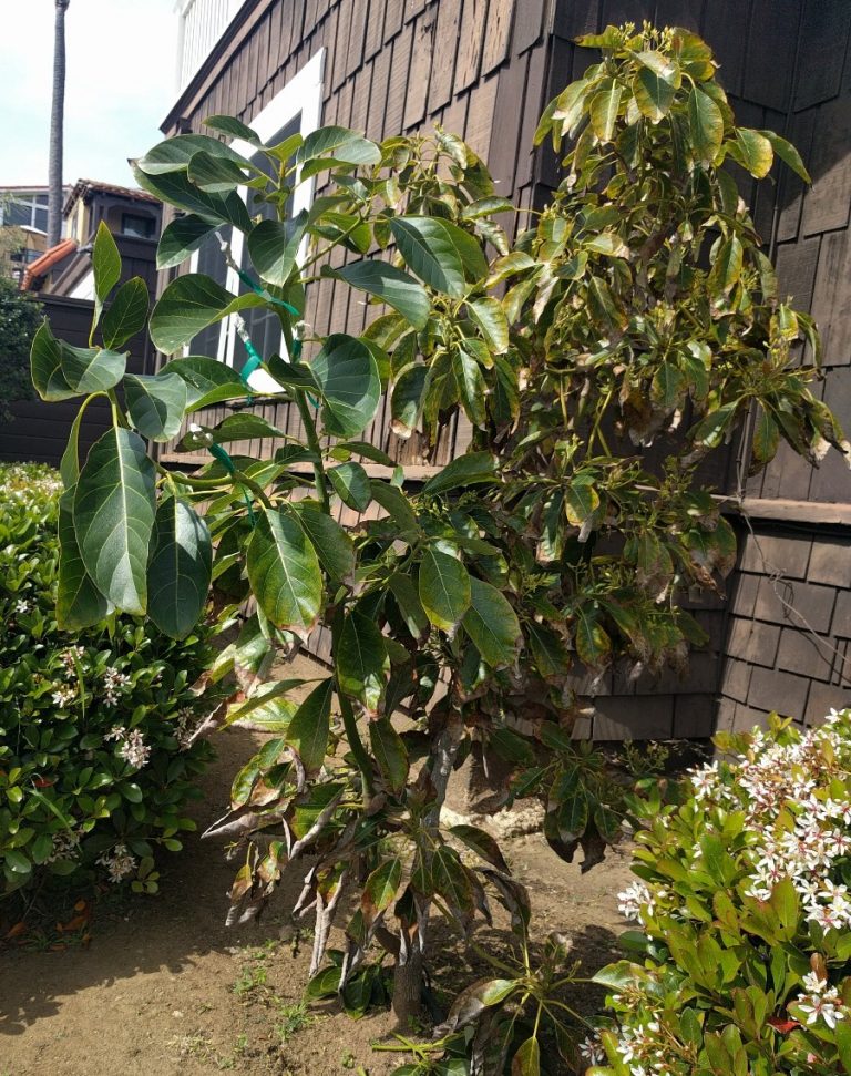 Reading avocado leaves - Greg Alder's Yard Posts: Southern California ...