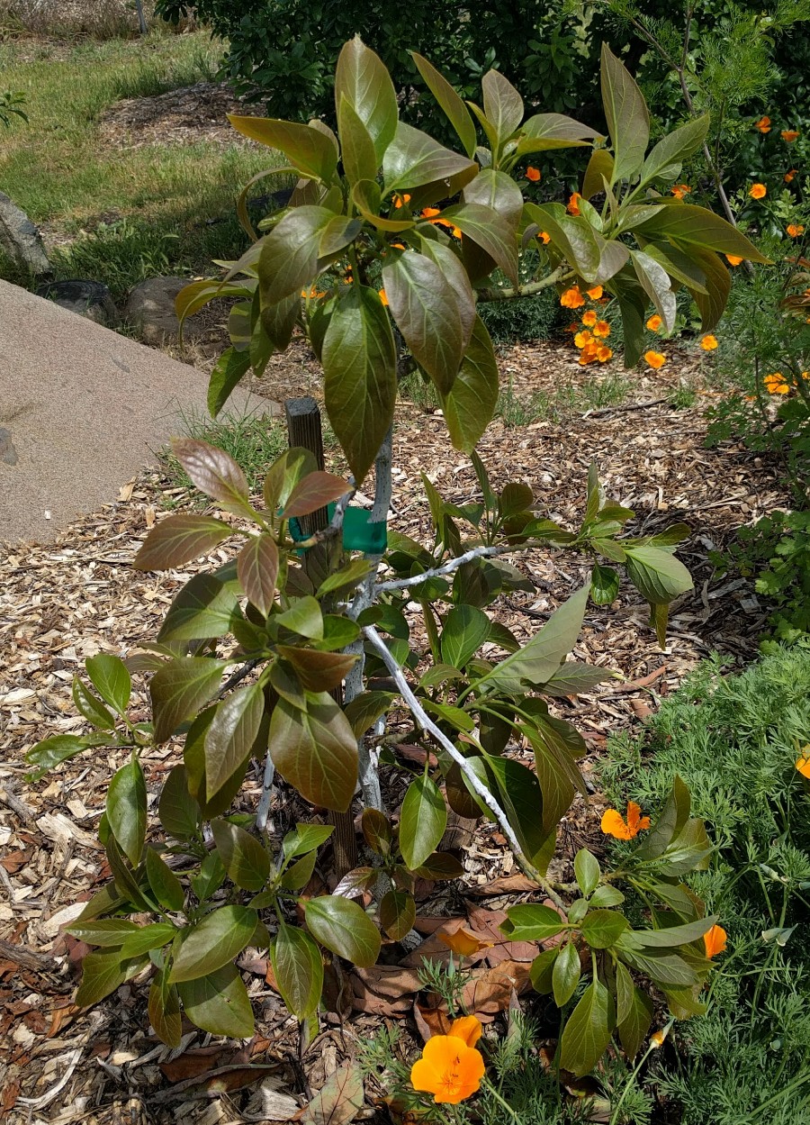 Reading avocado leaves - Greg Alder's Yard Posts: Southern California ...