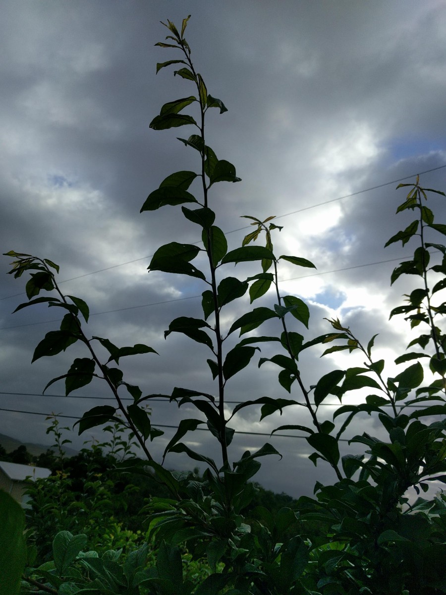 Pinch to shape young fruit trees - Greg Alder's Yard Posts: Southern ...