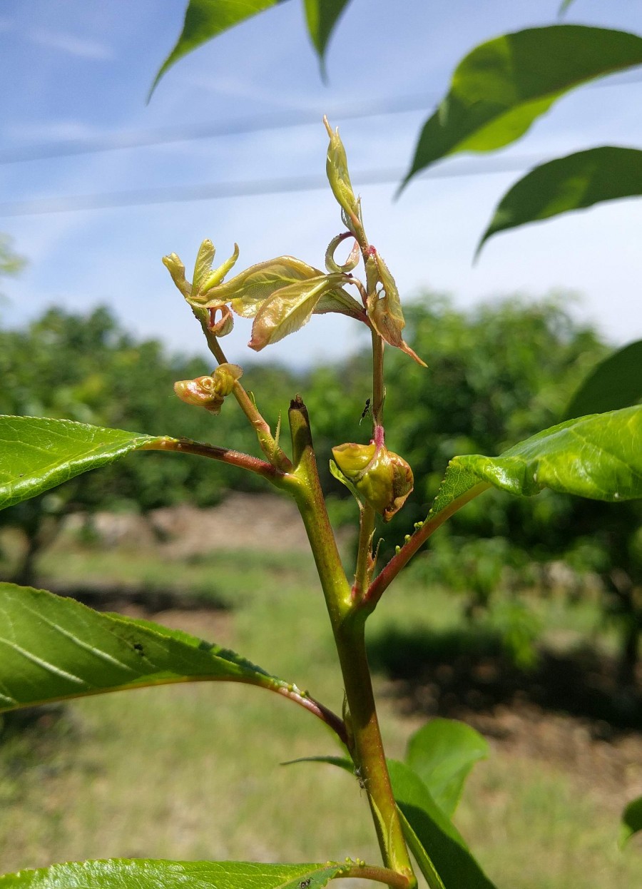 Pinch to shape young fruit trees - Greg Alder's Yard Posts: Southern ...