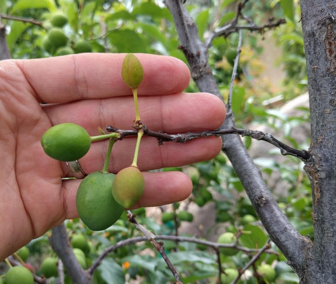 Thinning fruit - Greg Alder's Yard Posts: Southern California food ...