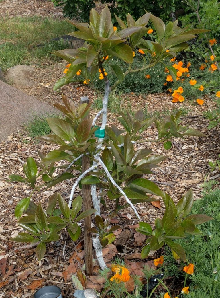 Reading avocado leaves - Greg Alder's Yard Posts: Southern California ...