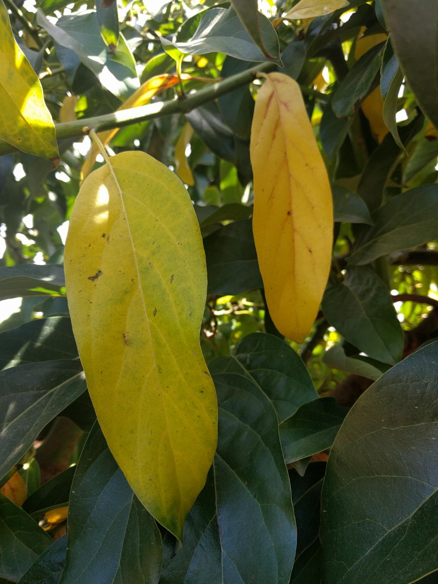 Reading avocado leaves - Greg Alder's Yard Posts: Southern California ...