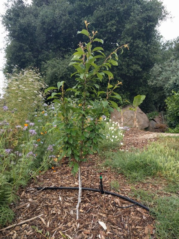 Pinch to shape young fruit trees - Greg Alder's Yard Posts: Southern ...