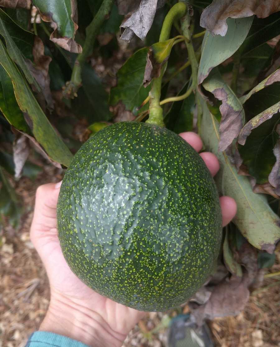 The Reed avocado tree: a profile - Greg Alder's Yard Posts: Southern ...