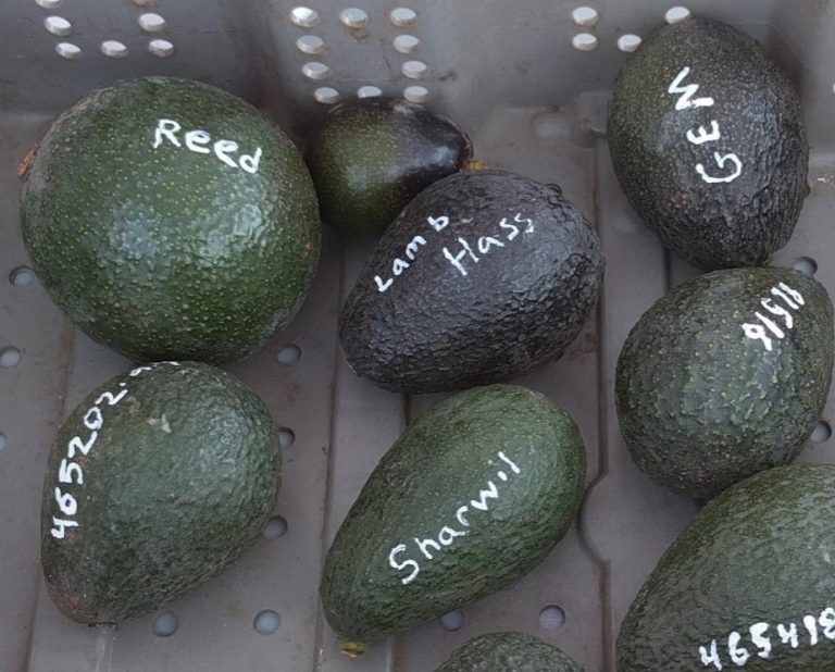 The Reed avocado tree: a profile - Greg Alder's Yard Posts: Southern ...