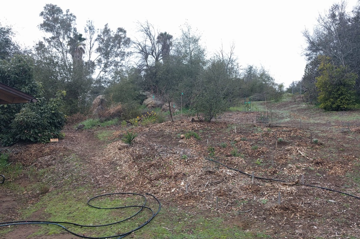 Growing a Bee Garden in Southern California - Greg Alder's Yard Posts ...