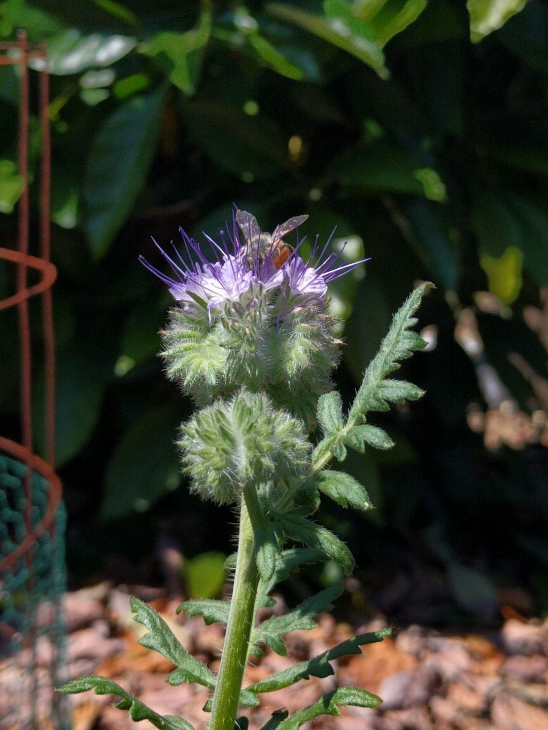 Growing a Bee Garden in Southern California - Greg Alder's Yard Posts ...