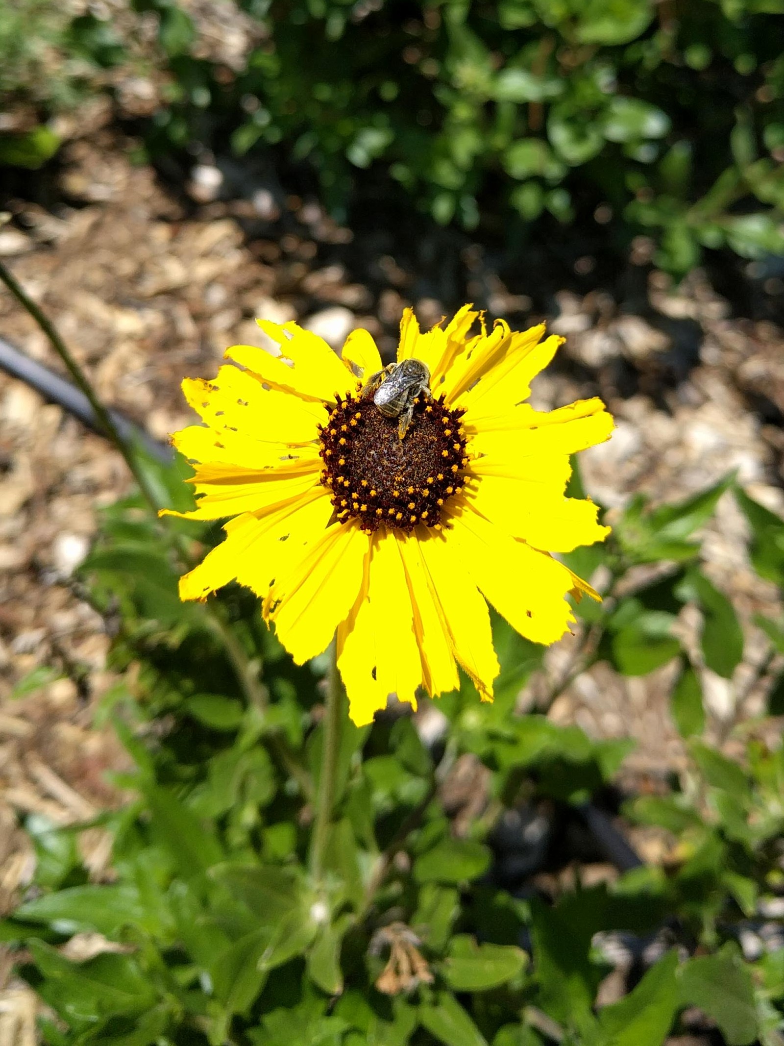 Growing a Bee Garden in Southern California - Greg Alder's Yard Posts ...