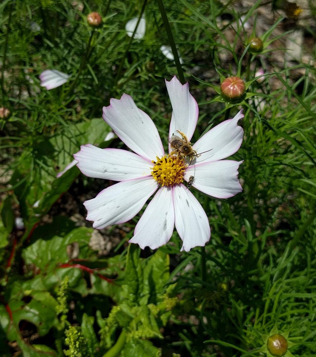Growing a Bee Garden in Southern California - Greg Alder's Yard Posts ...