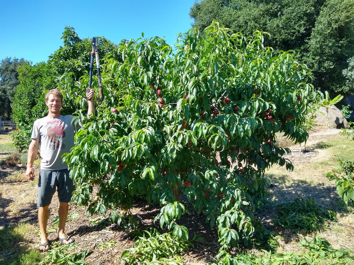 Summer pruning deciduous fruit trees - Greg Alder's Yard Posts ...