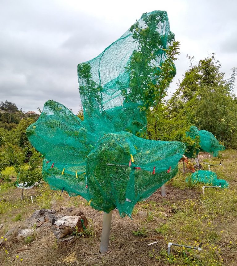 Dealing with squirrels in a food garden - Greg Alder's Yard Posts ...