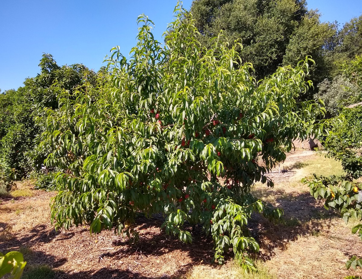 Summer pruning deciduous fruit trees - Greg Alder's Yard Posts ...