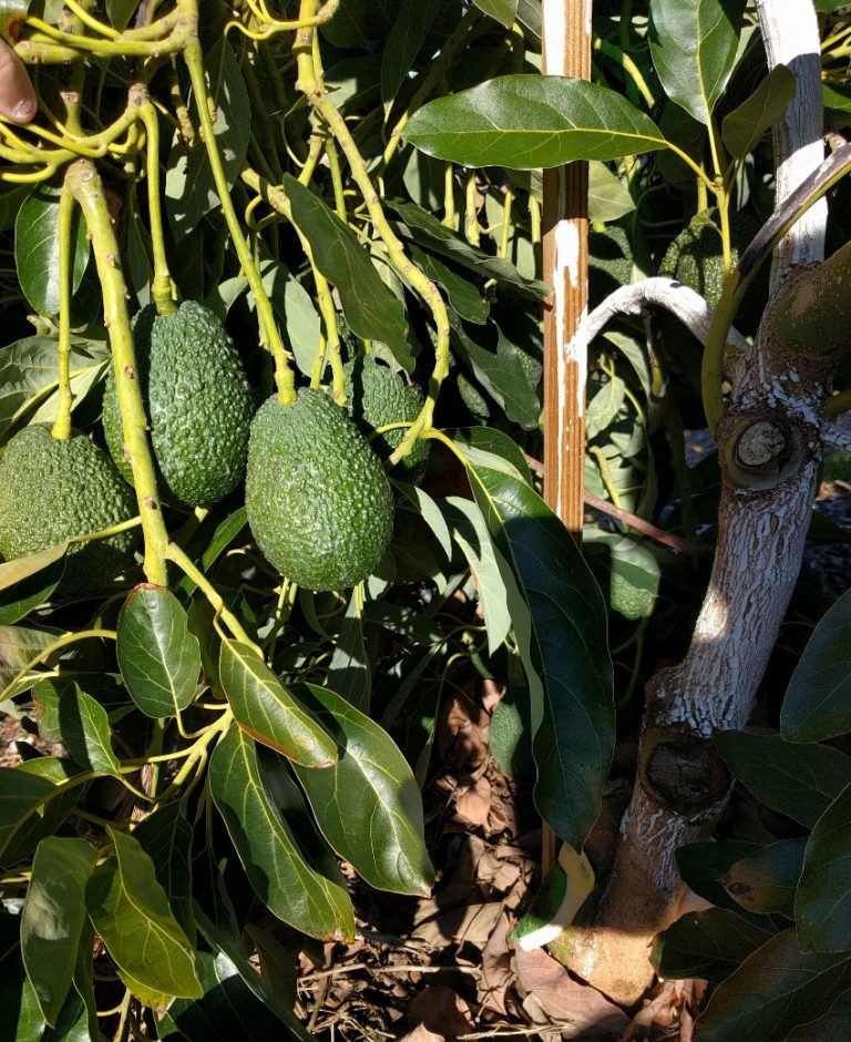 Protecting avocado trees from heat - Greg Alder's Yard Posts: Southern ...