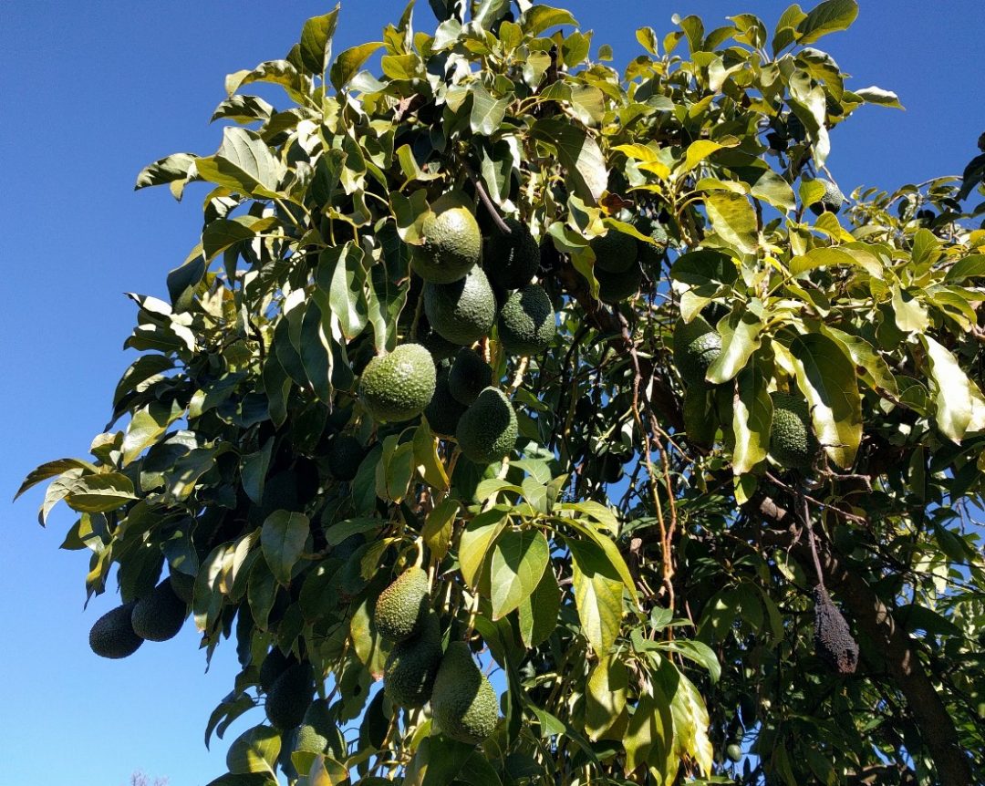 Protecting avocado trees from heat - Greg Alder's Yard Posts: Southern ...