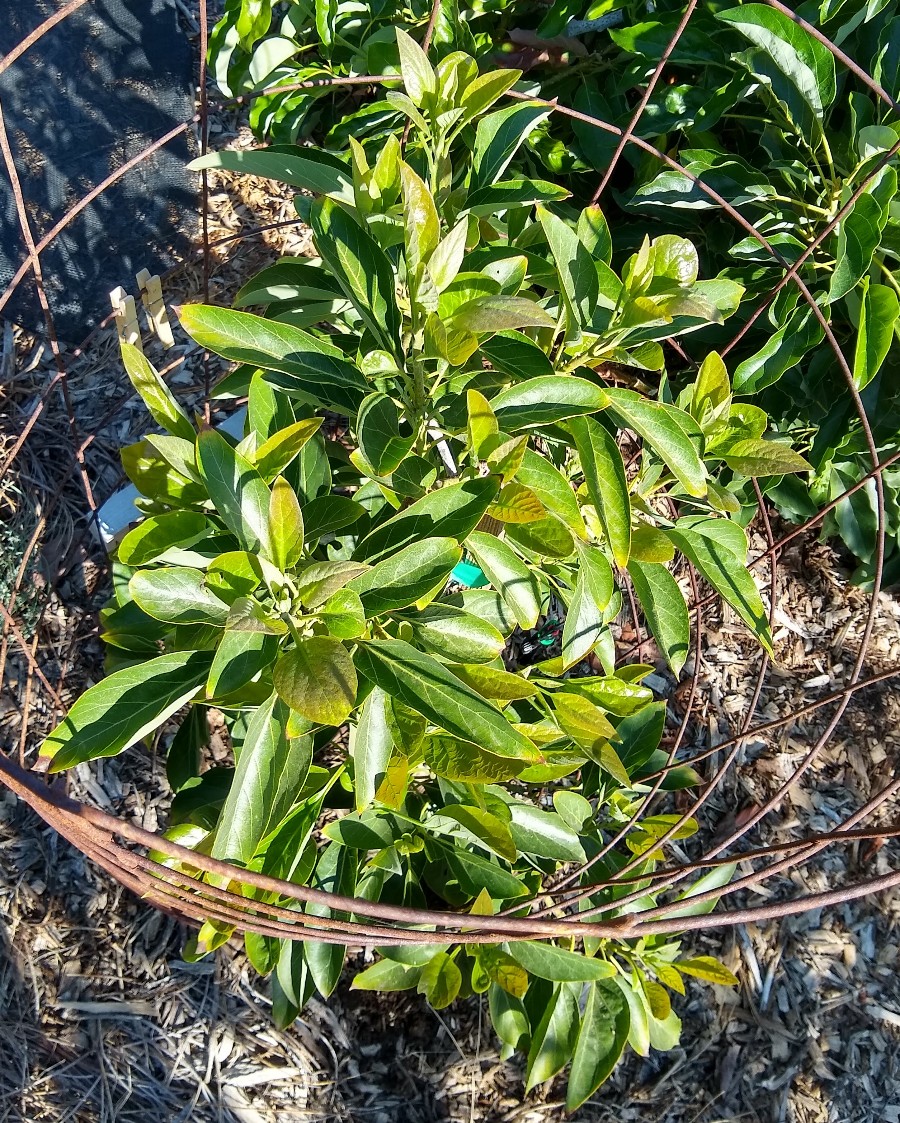 Protecting avocado trees from heat - Greg Alder's Yard Posts: Southern ...
