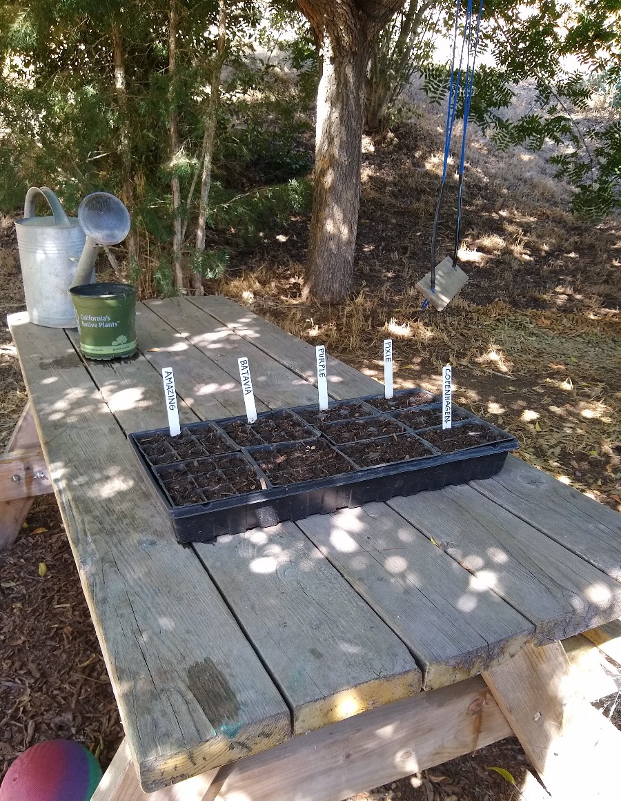 Starting brassicas in summer - Greg Alder's Yard Posts: Southern ...