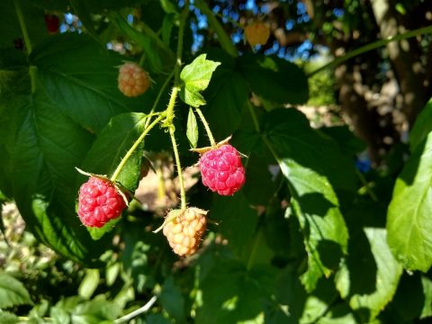 Growing raspberries in Southern California - Greg Alder's Yard Posts ...