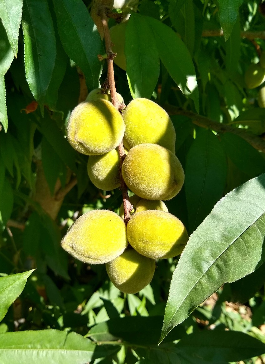 Unirrigated fruits and vegetables in Southern California, summer 2019 ...