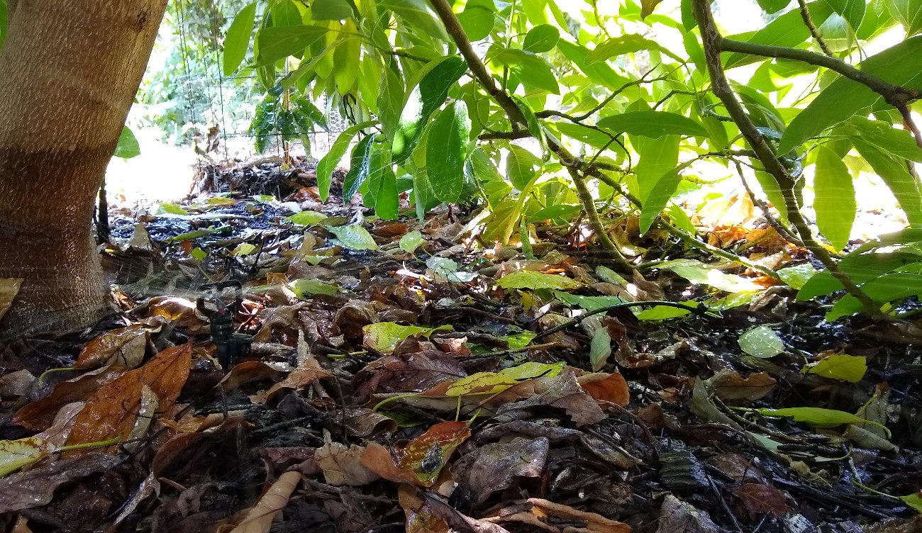 Protecting avocado trees from heat - Greg Alder's Yard Posts: Southern ...
