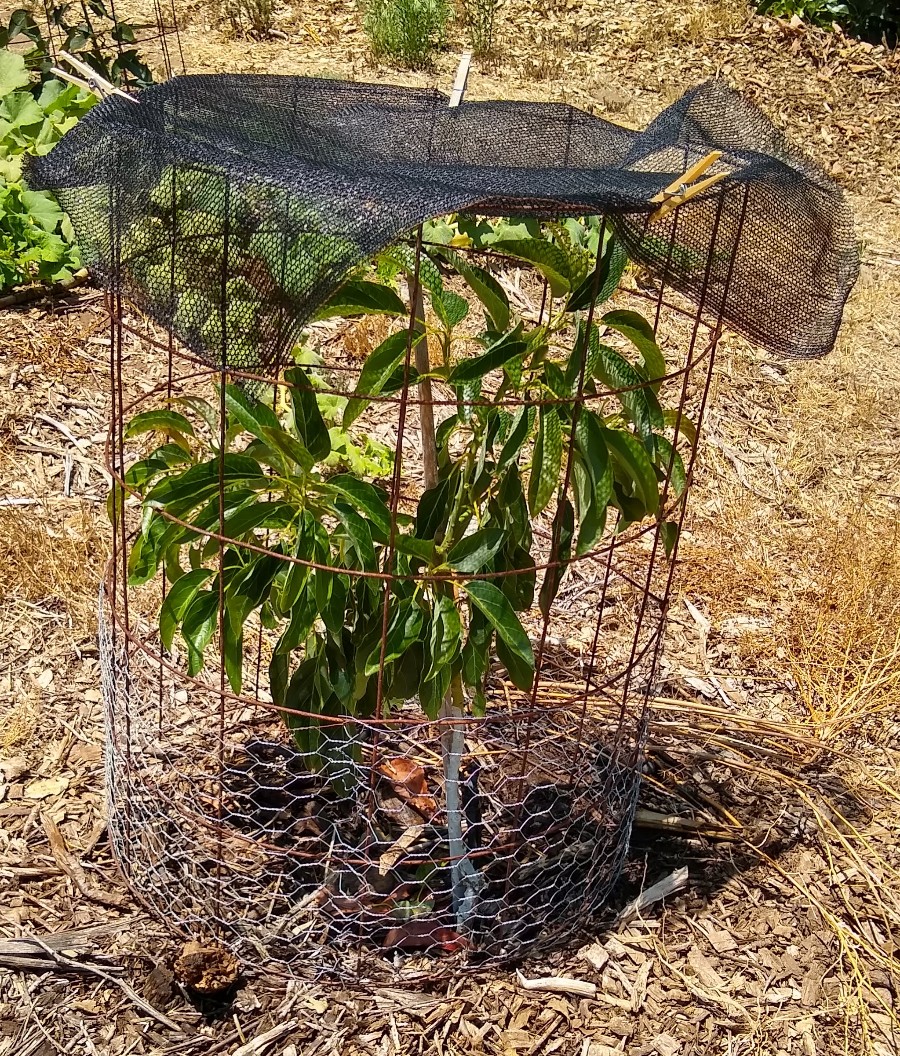 Protecting avocado trees from heat - Greg Alder's Yard Posts: Southern ...