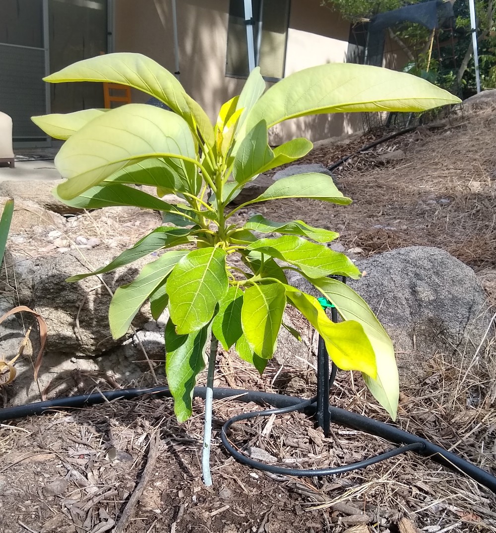 Protecting avocado trees from heat - Greg Alder's Yard Posts: Southern ...