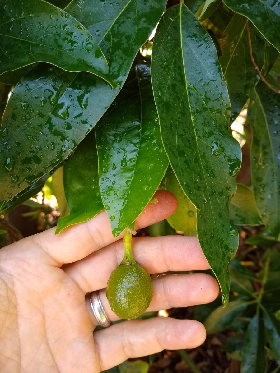 Protecting avocado trees from heat - Greg Alder's Yard Posts: Southern ...