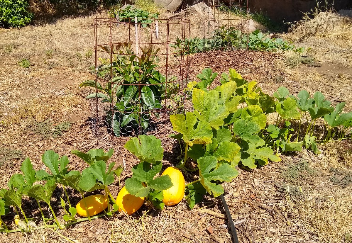 Protecting avocado trees from heat - Greg Alder's Yard Posts: Southern ...
