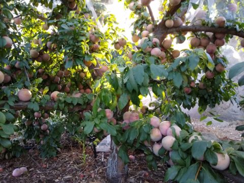 Growing pluots in Southern California - Greg Alder's Yard Posts ...