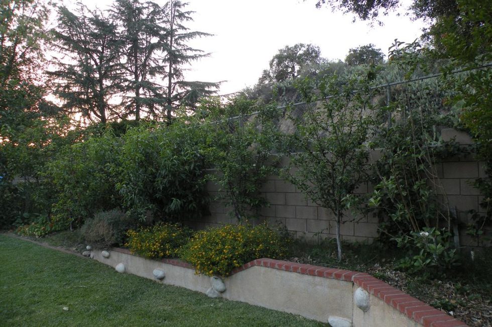 Growing pluots in Southern California - Greg Alder's Yard Posts ...