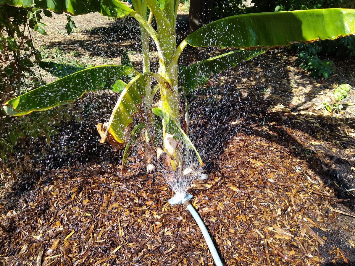 Using the evapotranspiration rate to water your garden better - Greg ...