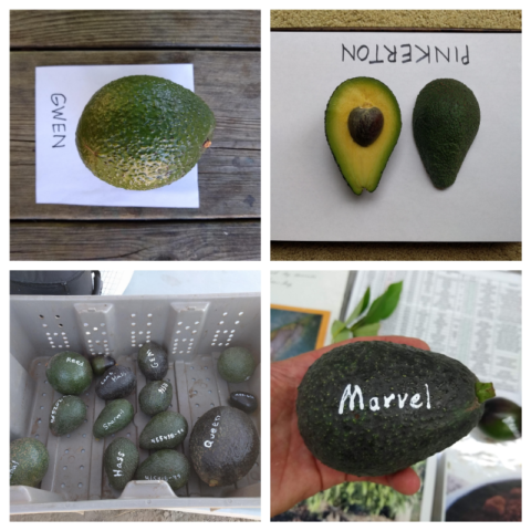 Avocado varieties for year-round harvest - Greg Alder's Yard Posts ...