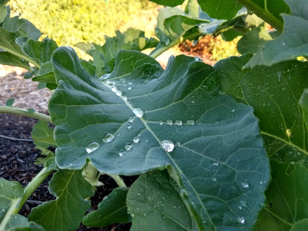 Charles Dowding - Greg Alder's Yard Posts: Southern California food ...