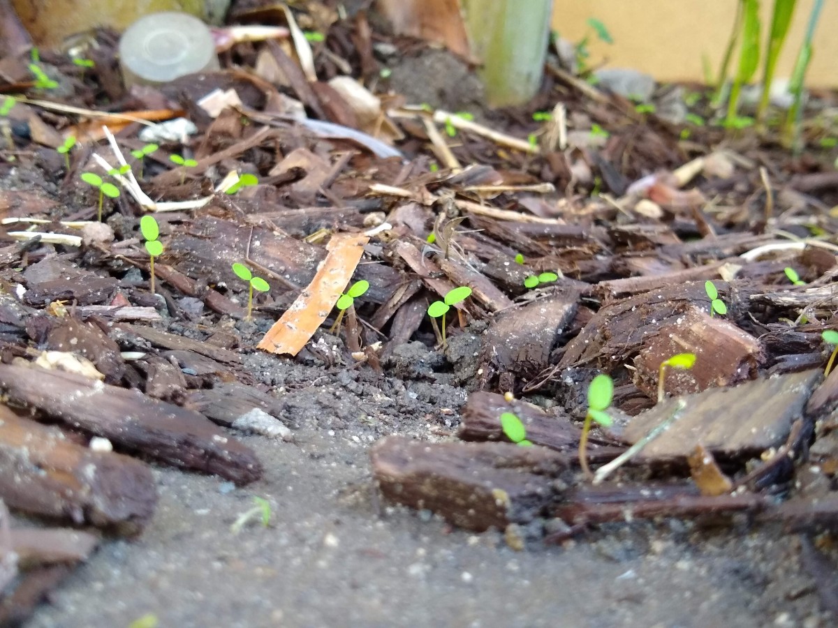 Easy weeding after first rain - Greg Alder's Yard Posts: Southern ...