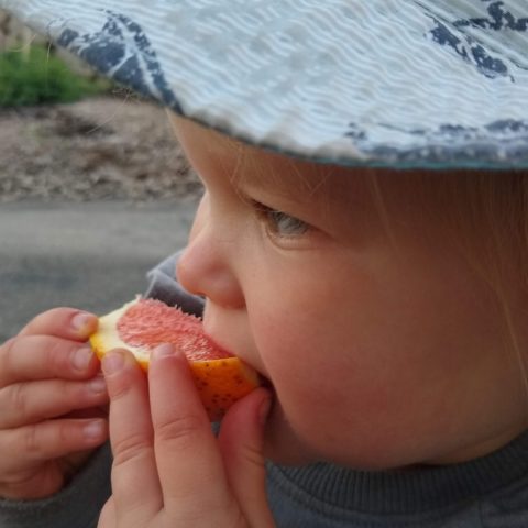 Why are my oranges splitting? - Greg Alder's Yard Posts: Southern ...