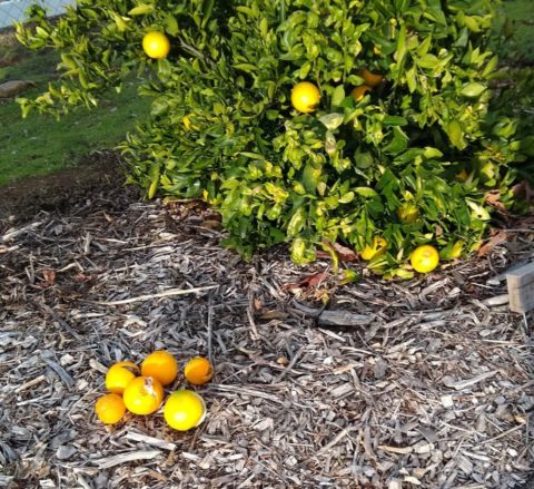Why are my oranges splitting? - Greg Alder's Yard Posts: Southern ...