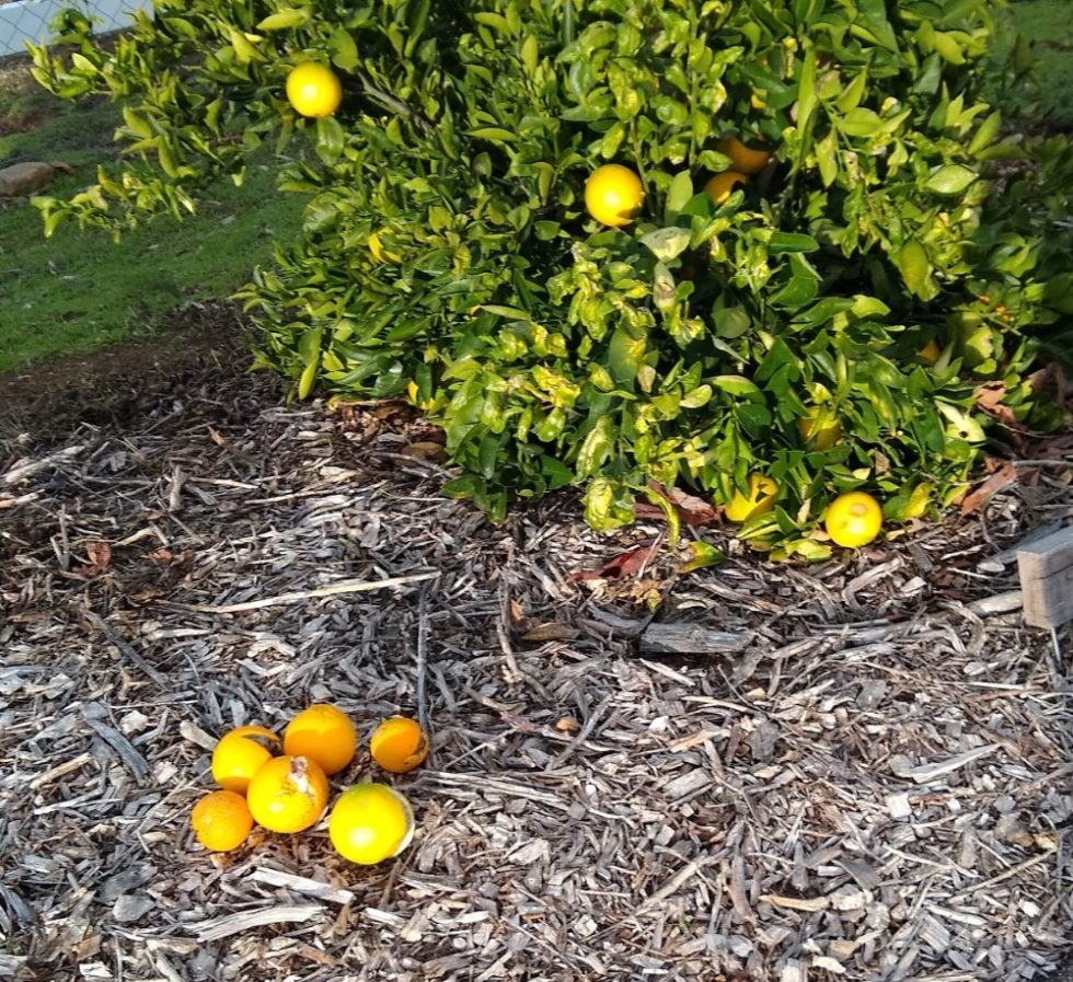 Why are my oranges splitting? - Greg Alder's Yard Posts: Southern ...