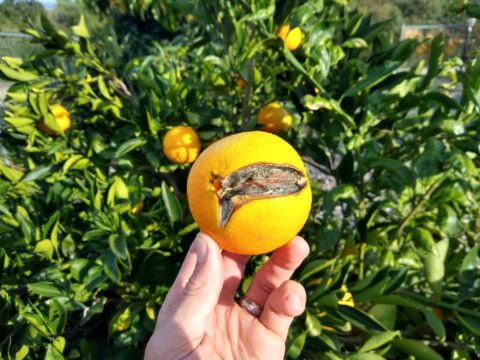 Why are my oranges splitting? - Greg Alder's Yard Posts: Southern ...